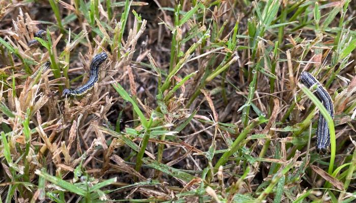 Armyworms – Classic Lawns